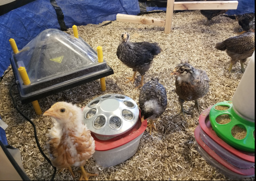 We got our Chicks! Week 4 – 9 – Sunset Creek Farms