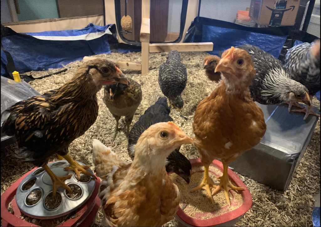 We got our Chicks! Week 4 – 9 – Sunset Creek Farms